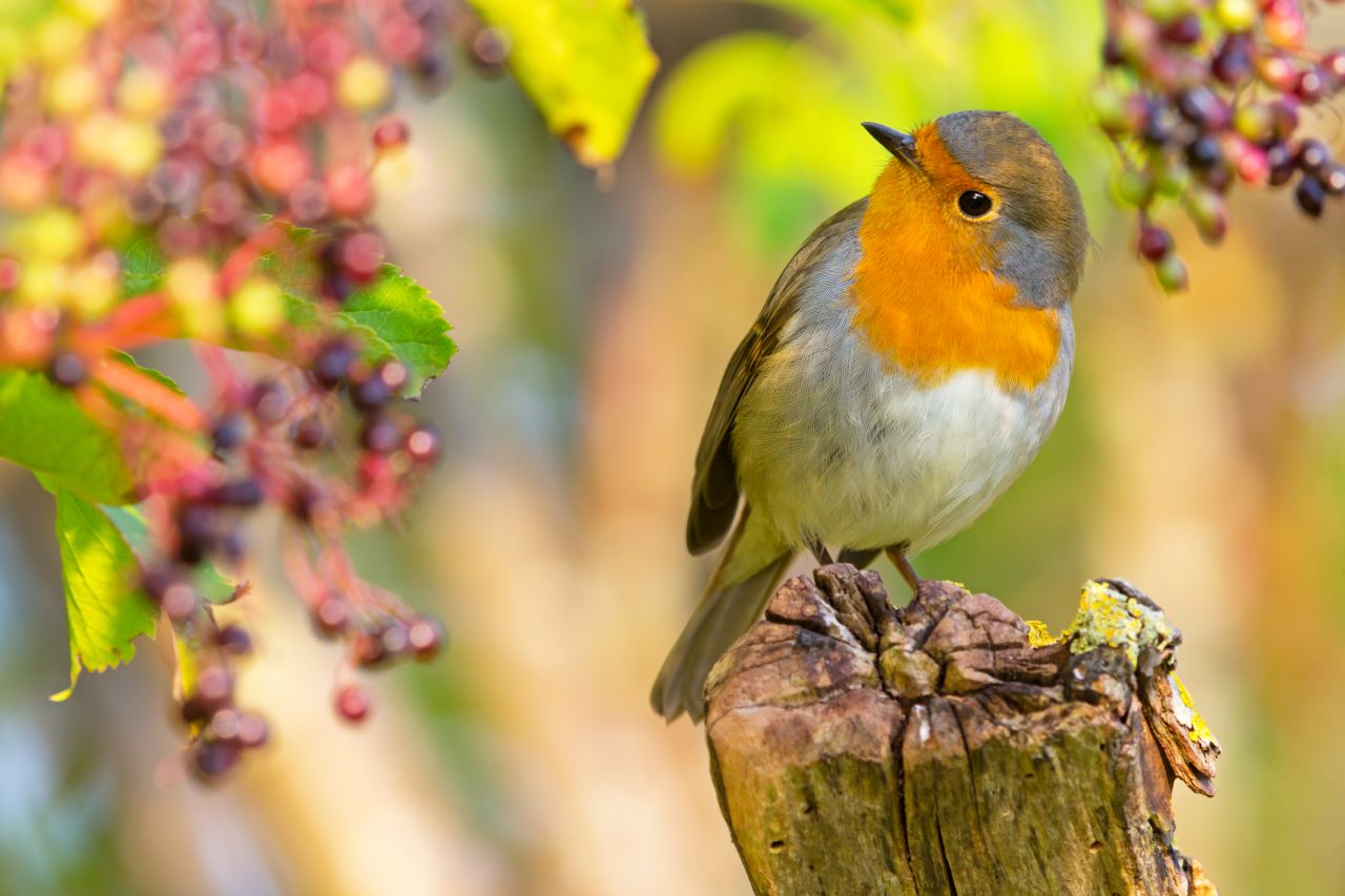 Startseite - BirdLife Thurgau (Thurgauer Vogelschutz)